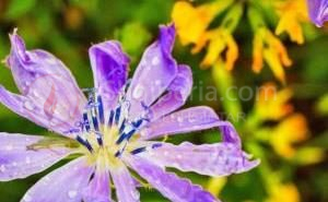 Çikorja e egër, bima magjike shumë e përhapur në Shqipëri që bën ...