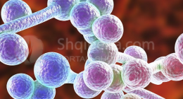 Alarm! – Super kërpudhat po vrasin njerëz, mjekët dorëzohen ...